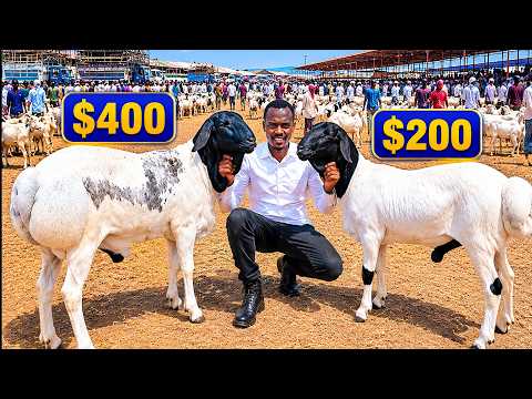 Qiimaha Xoolaha Muqdisho ilaa Hargeysa: Udxiyada l This year, goats have become expensive.”