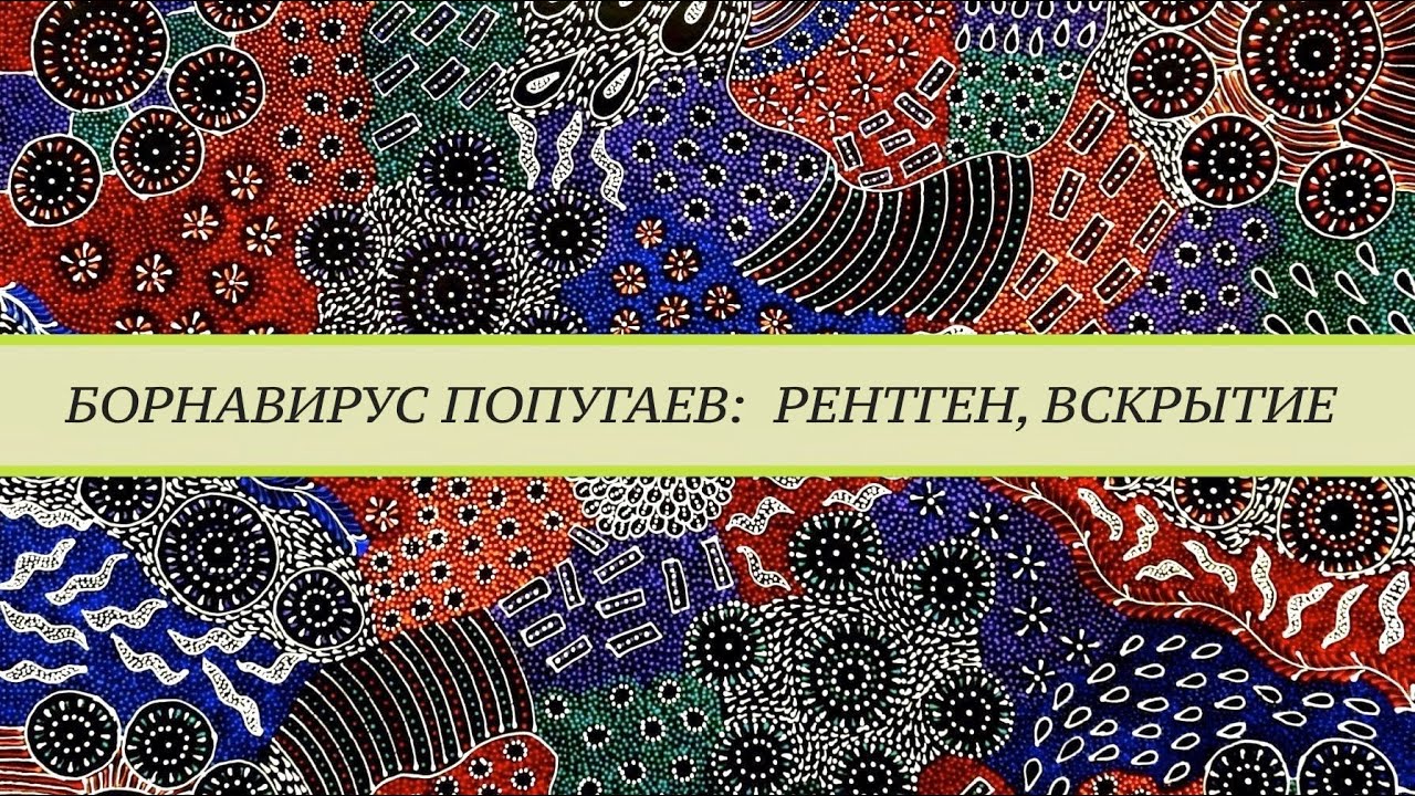 Что видно на рентгене у попугаев больных борнавирусной инфекцией (PDD, ABV). PDD на вскрытии ...