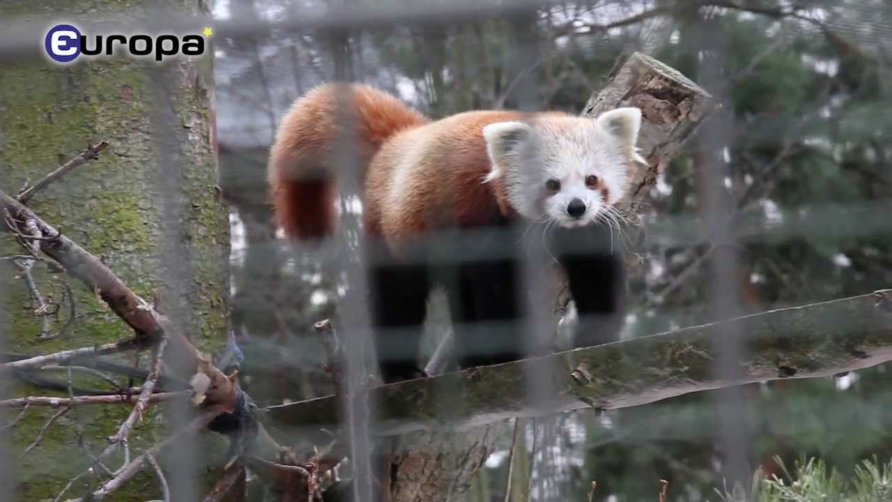 Korkeasaaren pikkupanda kosiomatkalle Ranskaan - YouTube