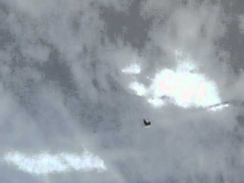 Basra Pigeons 2012-1 - YouTube