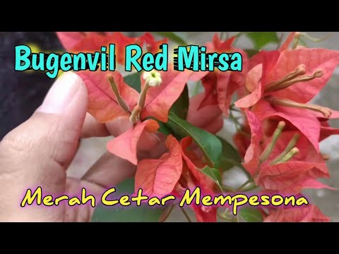 Bugenvil Red Mirsa | Merah Cetar Mempesona - YouTube