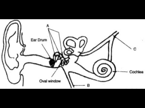 HUMAN EAR QUESTIONS: LIFE SCIENCES GRADE 12 : M.SAIDI - YouTube