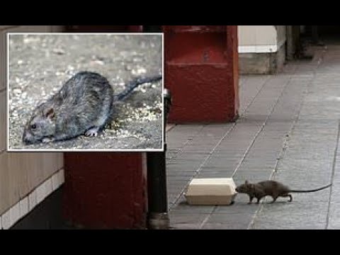 CDC warns of aggressive cannibal rats facing shortage of garbage to eat ...