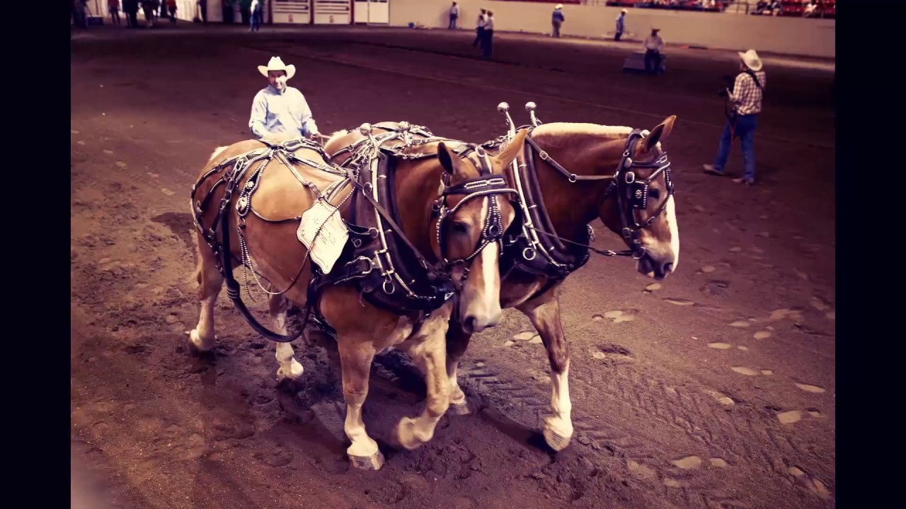 Country Up – Stampede 2017 - YouTube