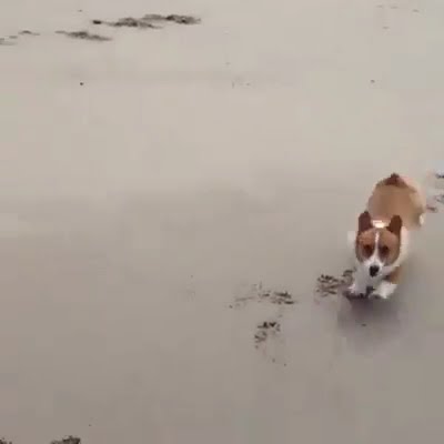 Pawsome Animals Corgi The fastest in the world - YouTube
