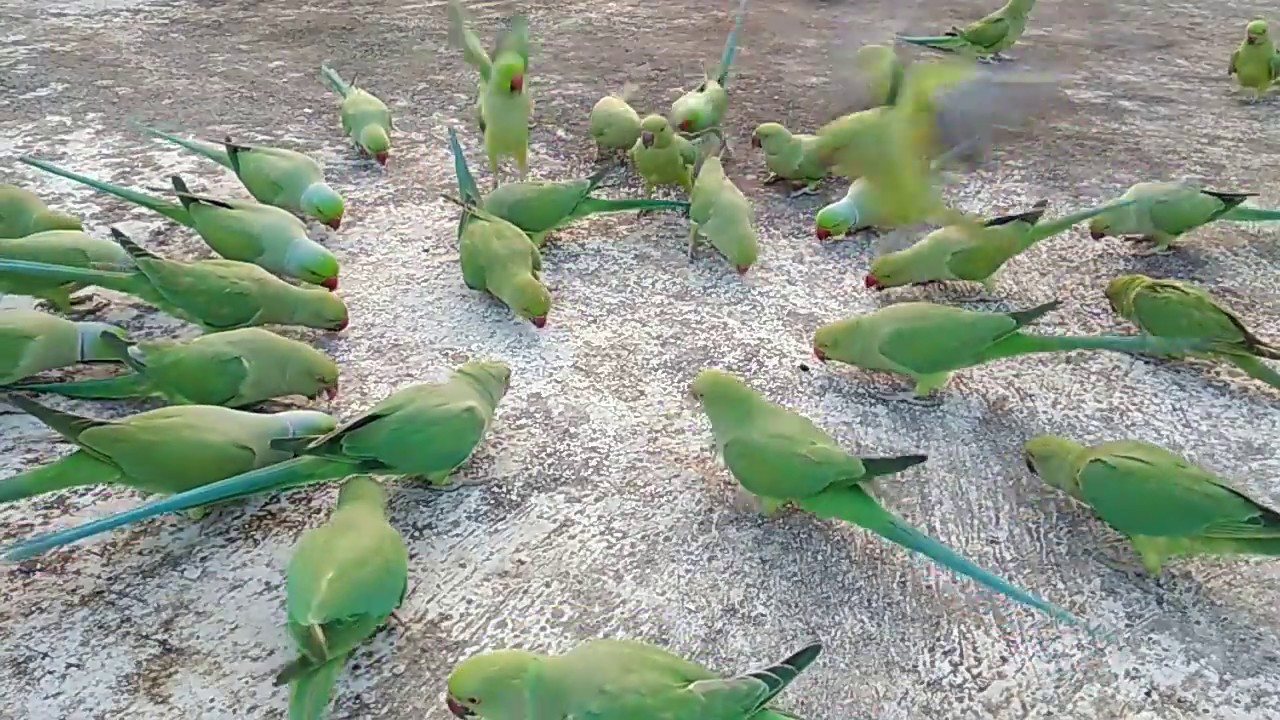 many parrots - YouTube