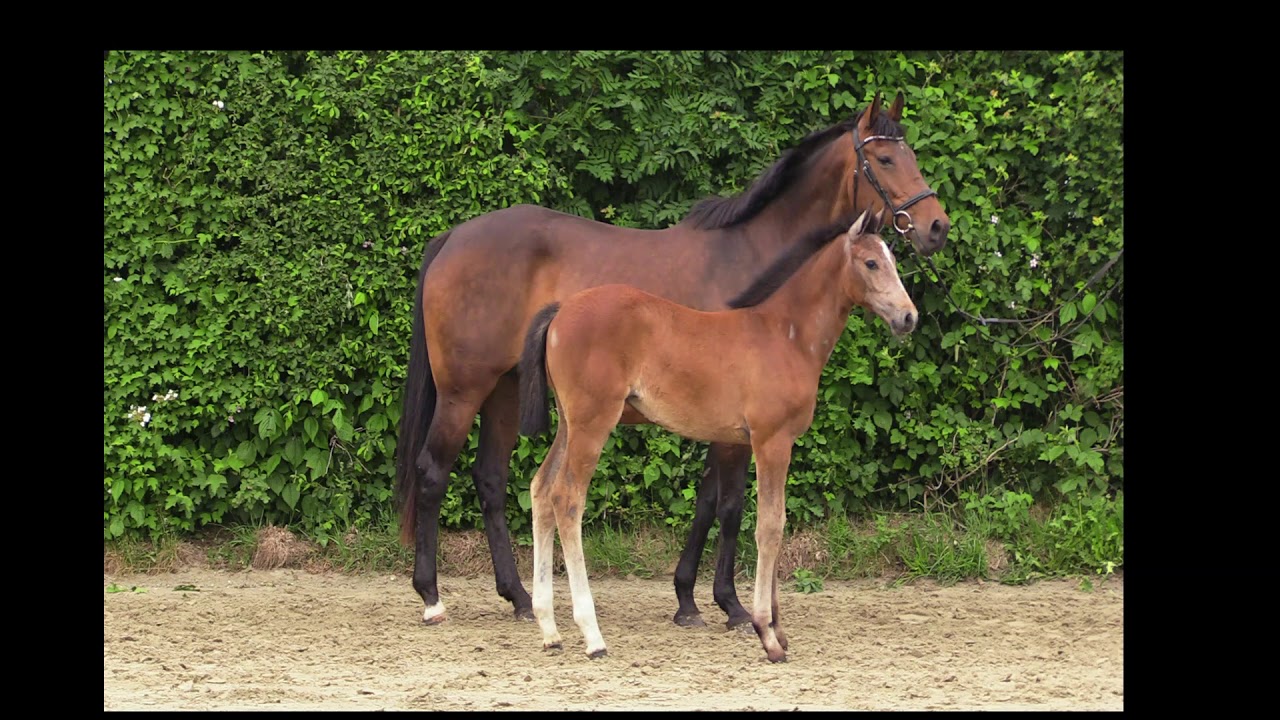 Fohlen von Hickstead White - YouTube