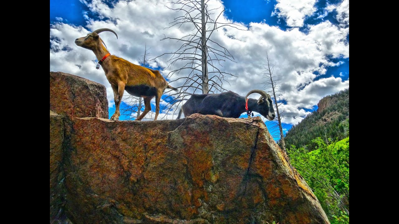 An Early Morning Goat Hike - YouTube