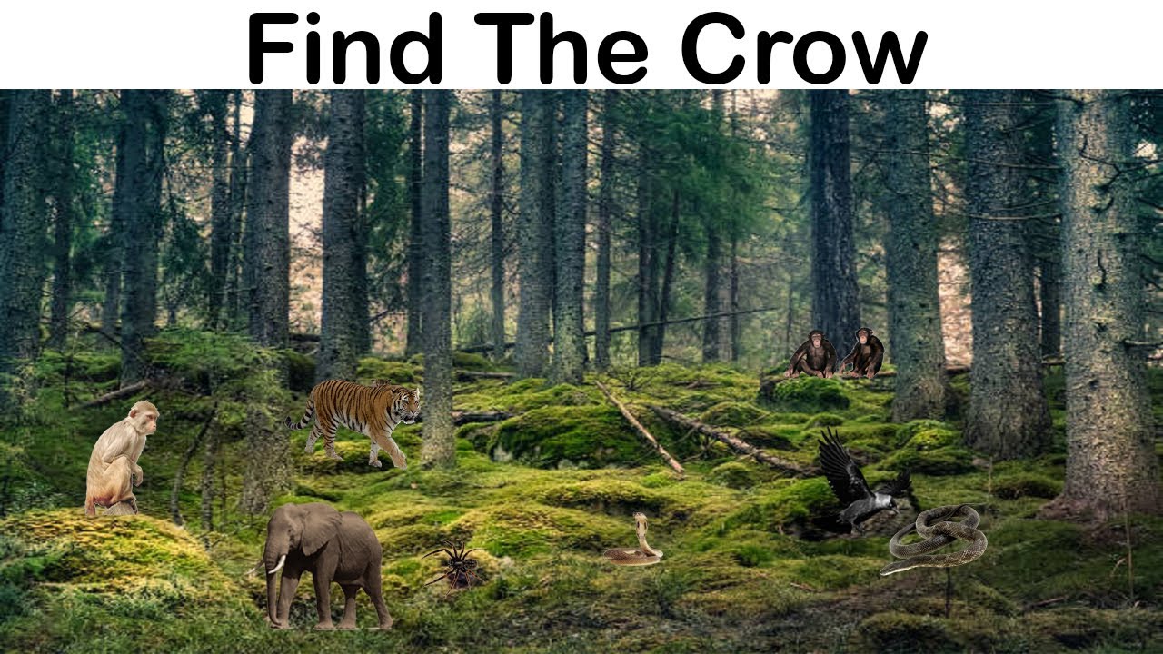 Find the hidden animal | Nobody can find All hidden animal | Brain game ...