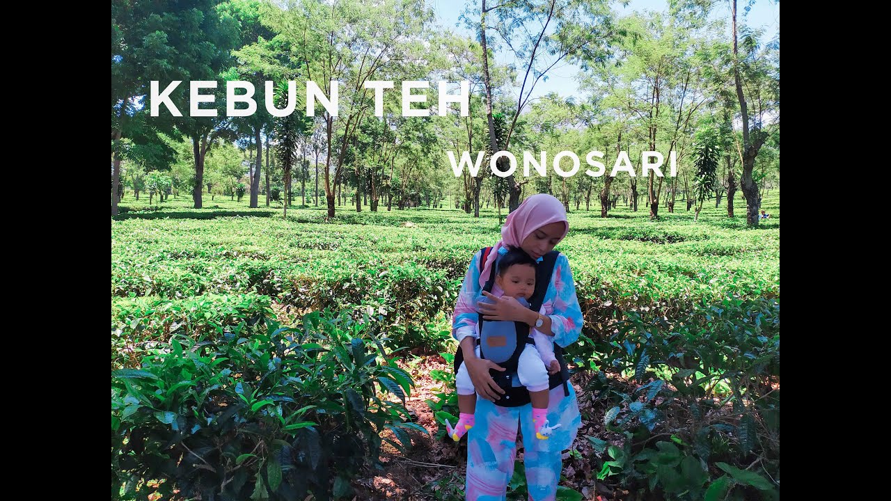 Kebun Teh Wonosari Malang | Liburan new normal 2020 - YouTube