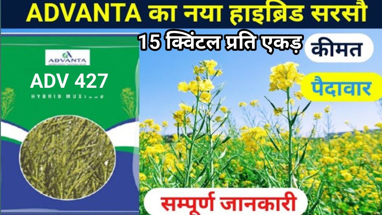 सरसों की उन्नत किस्म ADVANTA 427#सरसों #सरसों_की_खेती_कैसे_करें #सरसो# ...