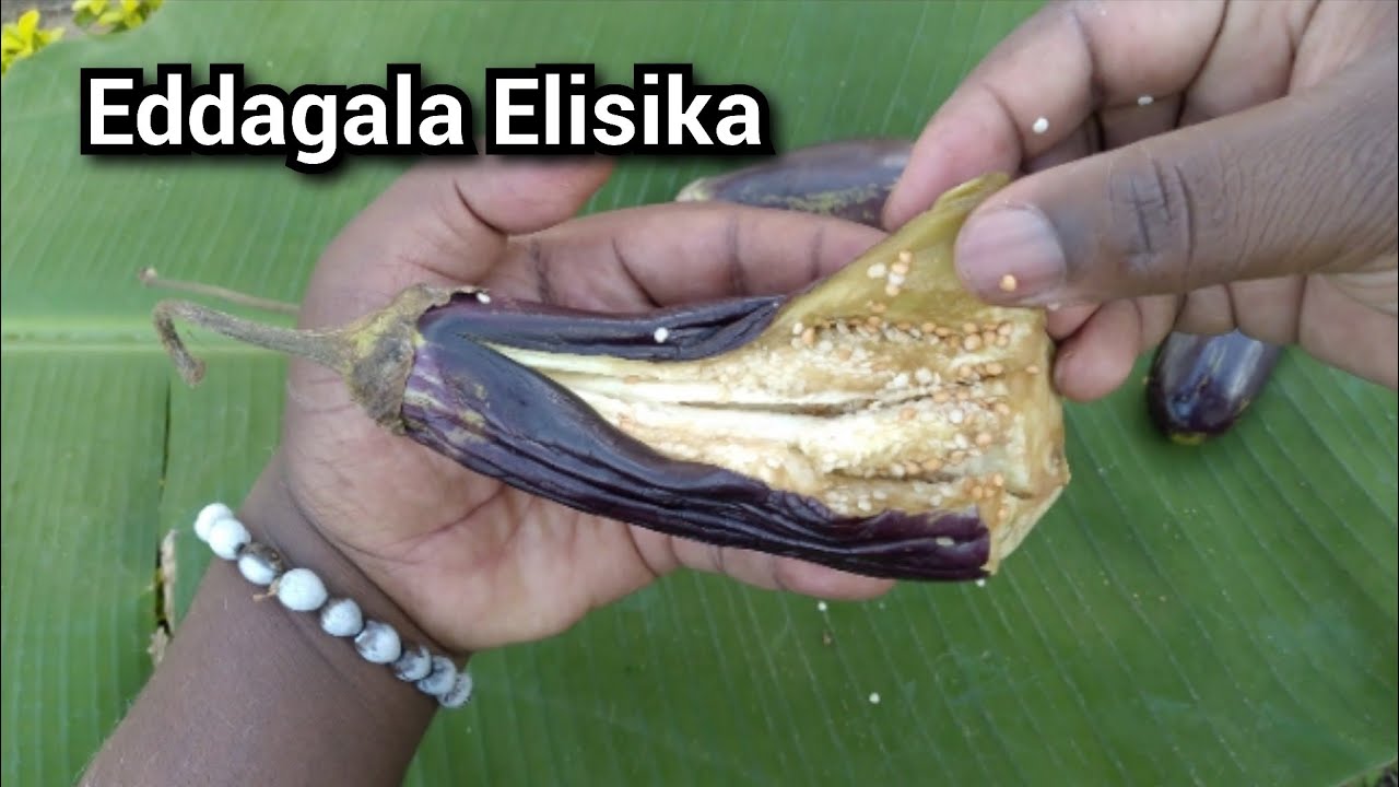 Eddagala Elisika Enfuli Empavu Engazi Lirino Ebiganga - YouTube
