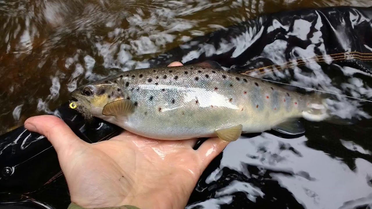 High Water Fly Fishing - River Irwell - YouTube