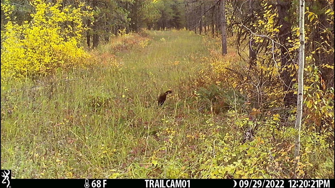 Pine Martin Hunting, September 29, 2022, by W K Walker - YouTube