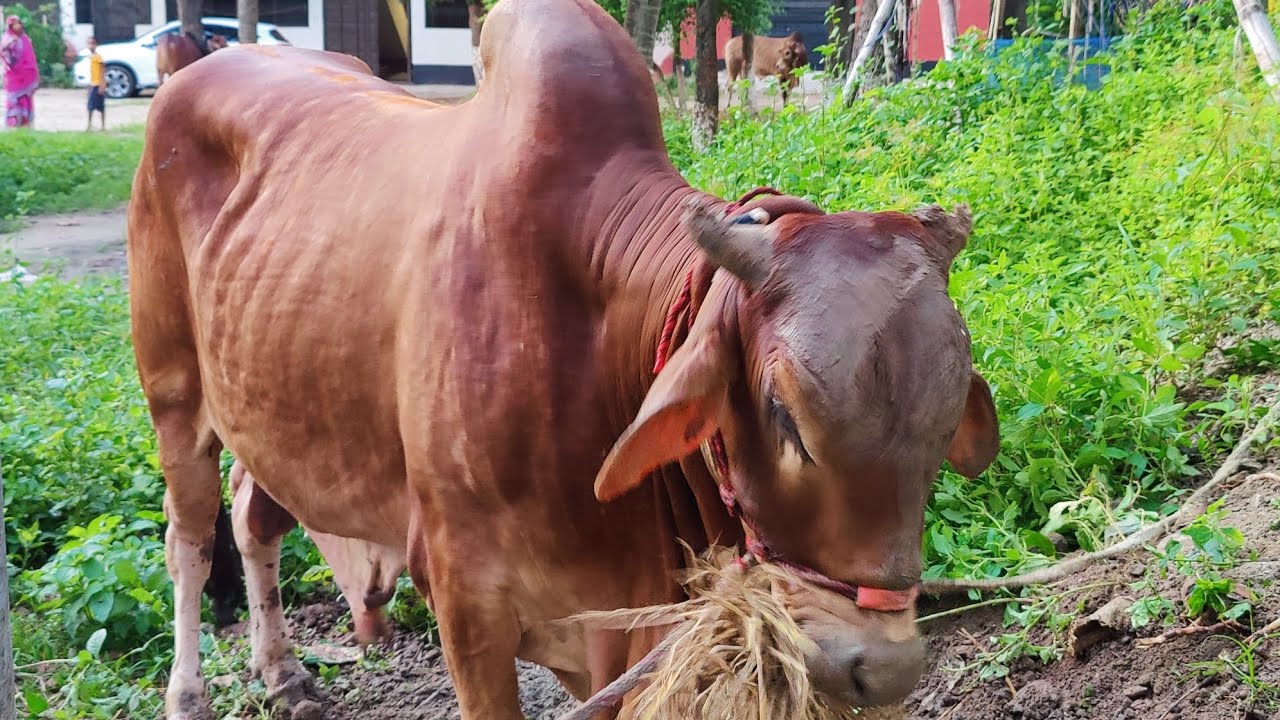 goru paglami 😅 eid 2022 - YouTube