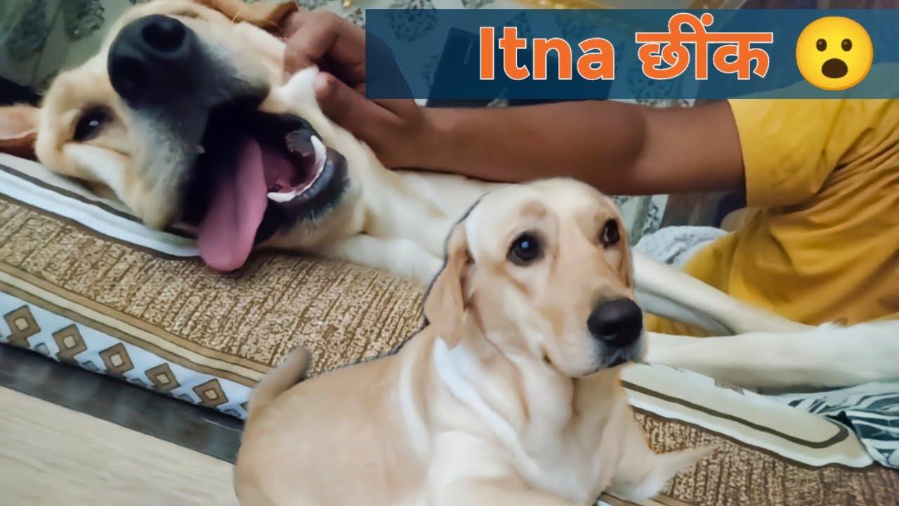 Mimi ko छींक ne pareshan kar diya | Cute Labrador dog sneezing video ...