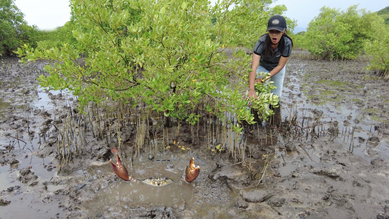 Catching Big Mud Crabs in the Swamp After Water Low Tide | Amazing ...