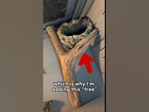 NEW BALL PYTHON SETUP - YouTube