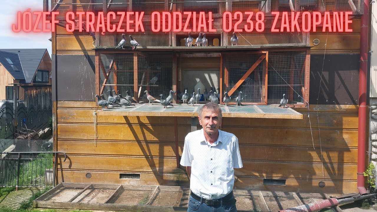 Czołowa Hodowla gołębi pocztowych | Józef Strączek | Oddział 0238 ...