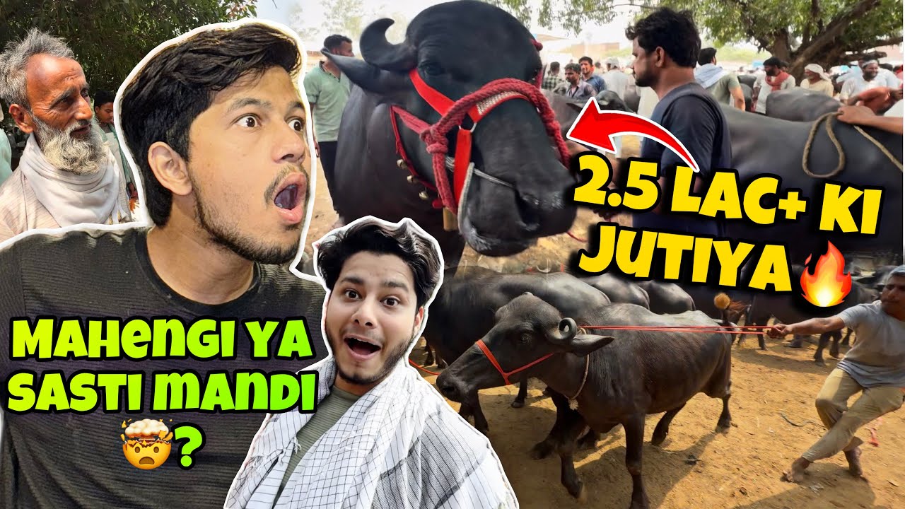 2025 Ki Sabse Mehngi Janwar Mandi | Bakra Eid Ka Heavy Janwar | Qurbani ...