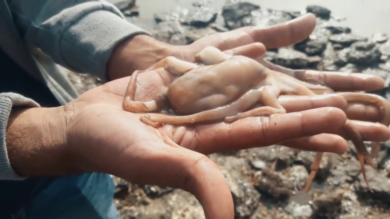 Octopus at ghogha beach #octopus #ghoghabeach - YouTube