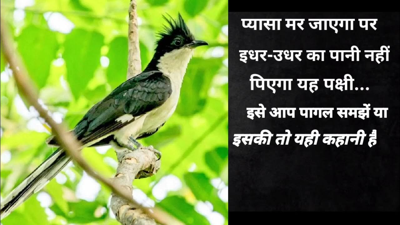 chatak-bird-youtube