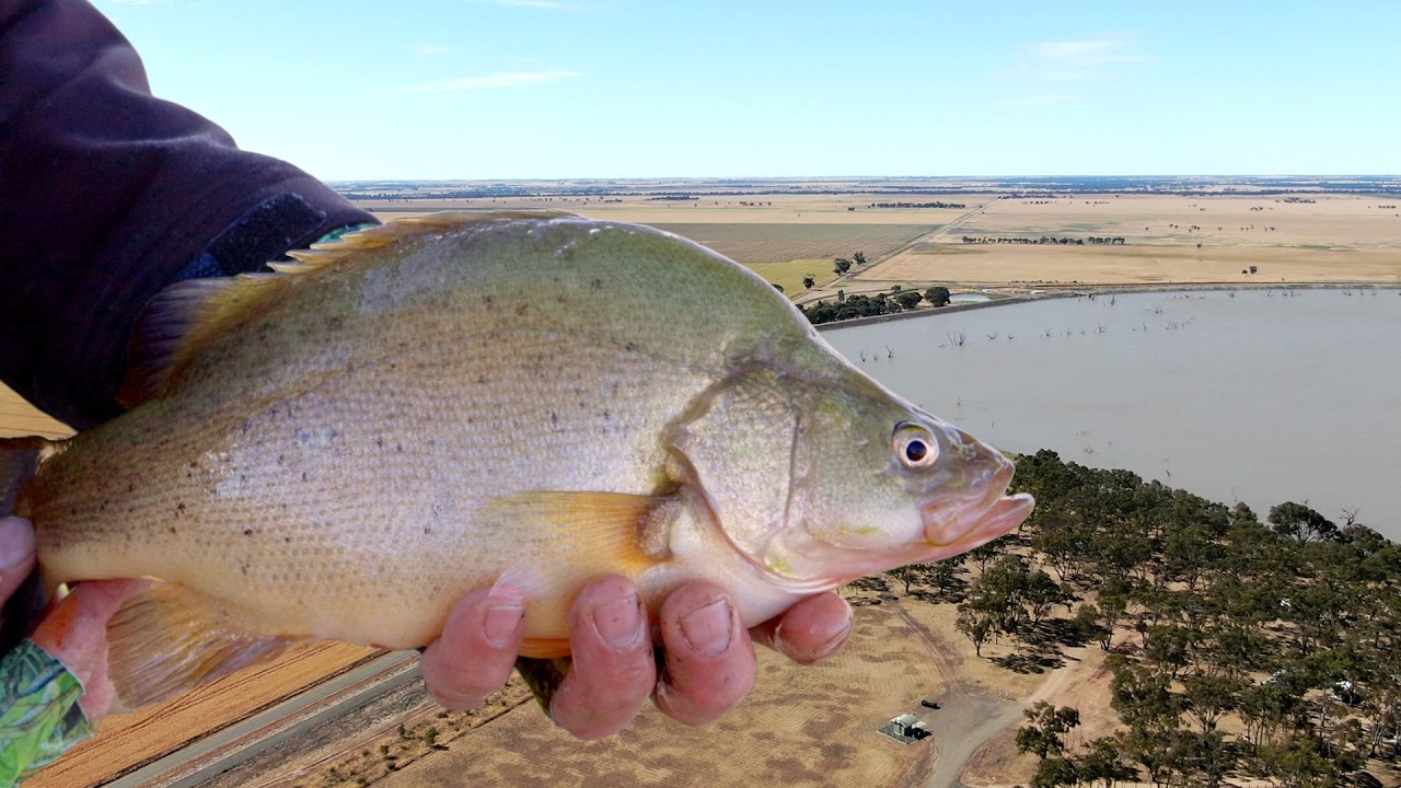 Golden Perch Fishing Taylors Lake Victoria – Lures, Spots & Tips - YouTube