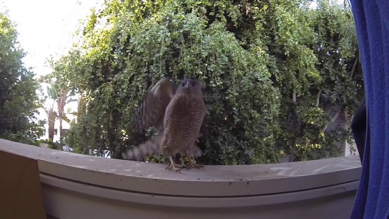 Falcon Attack! Crazy, Insane, Wild, Never Before Seen Footage - YouTube