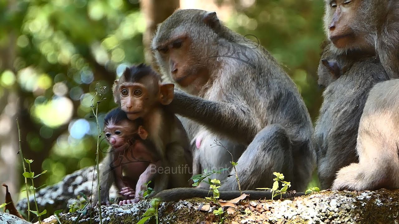 So Lovely Mom Anita Allowed Brady To Hold Her Baby Aleah - YouTube