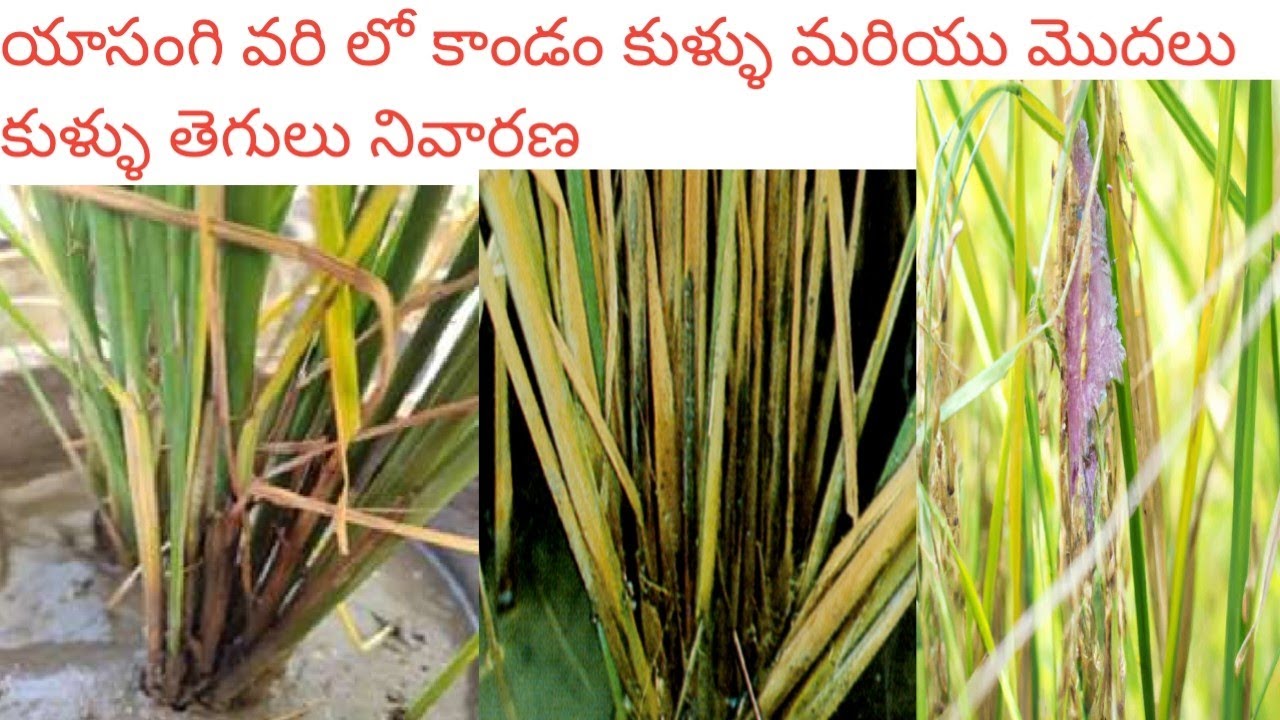 యాసంగి వరి లో కాండం కుళ్ళు మరియు మొదలు కుళ్ళు తెగులు నివారణ #paddy stem ...