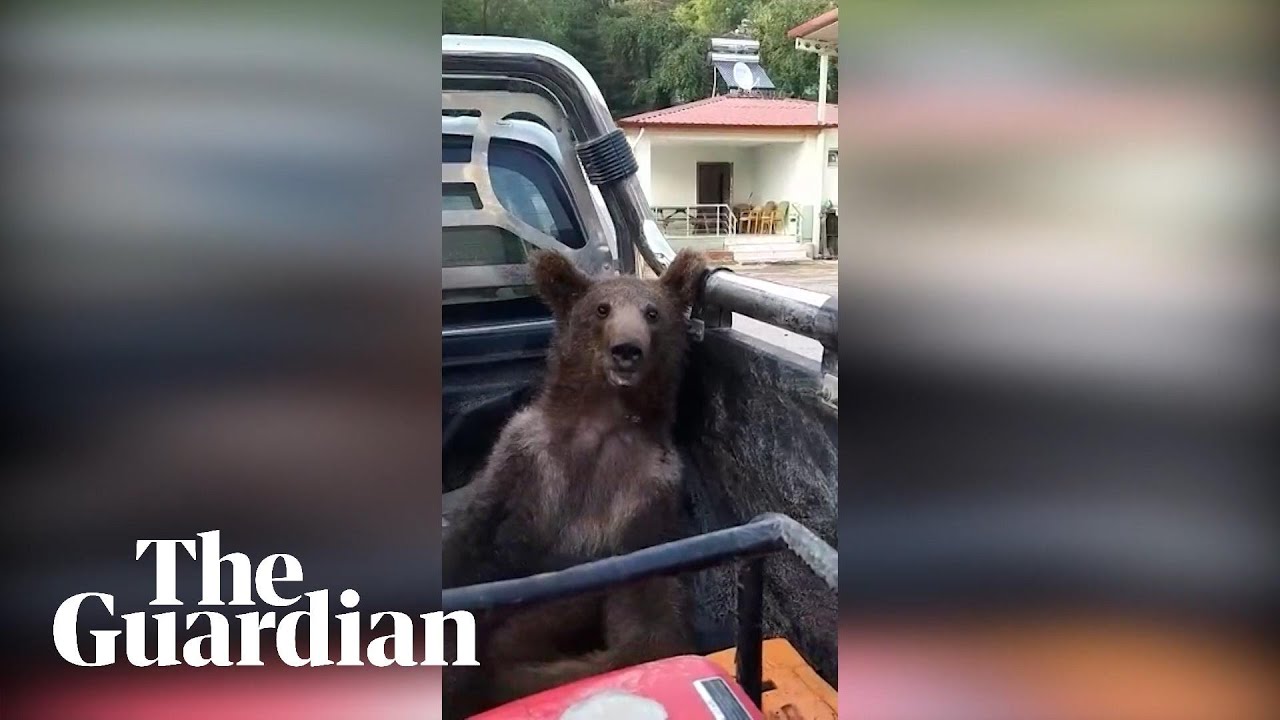 Bear intoxicated by 'mad honey' rescued in Turkey - YouTube