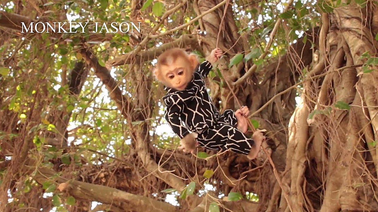 Small Baby Jason Adored Clinging & Crawling On Vine, Monkey Jason ...