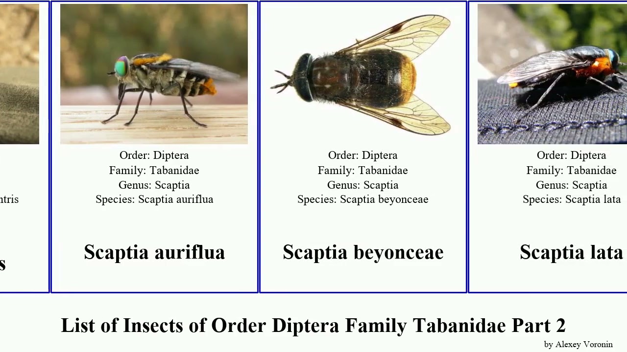 Diptera Families