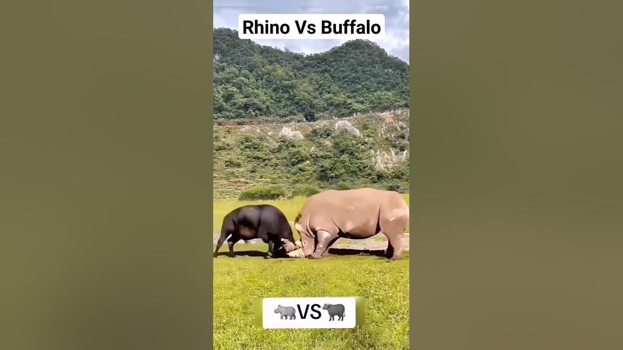 Rhino vs Buffalo Fight Scene #animal #rhino #buffalo #fightscene #shorts #shortfeed #wildanimals ...
