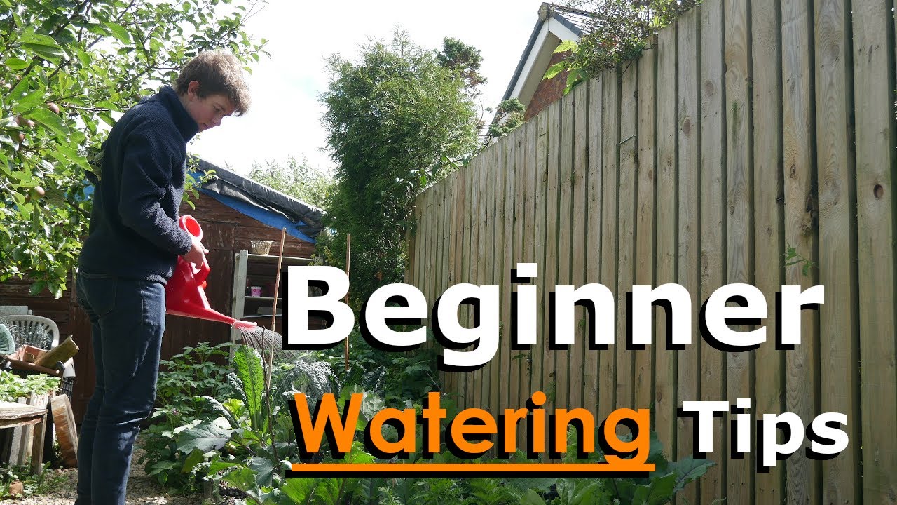 How To Water Your Garden | Watering 101 - YouTube