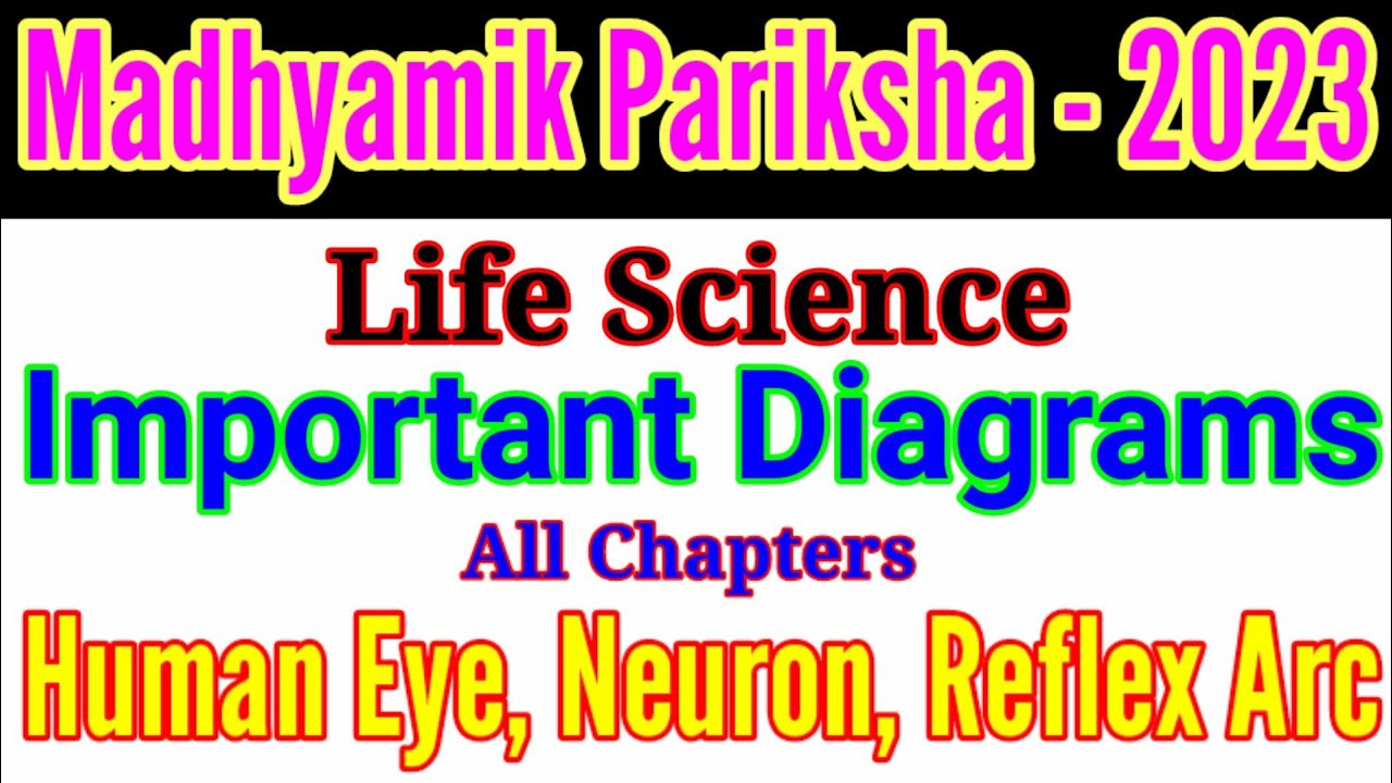 Important Diagrams |Class 10 | Wbbse Life Science Diagram |Neuron ...