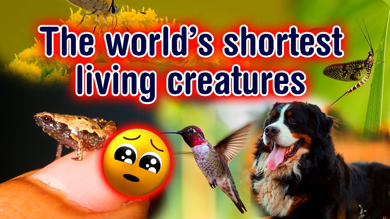 The shortest-lived creatures on Earth. - YouTube