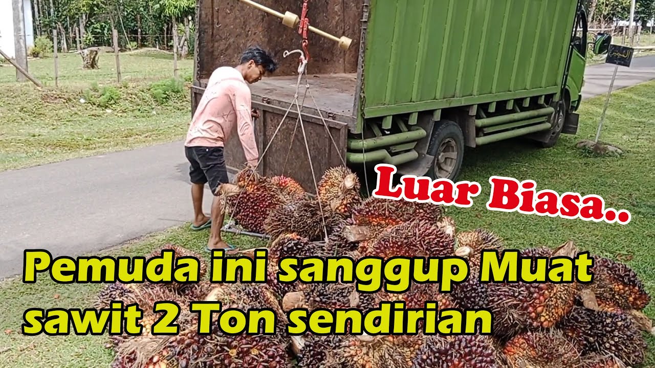 beginilah cara muat buah sawit ke atas mobil yang benar - YouTube