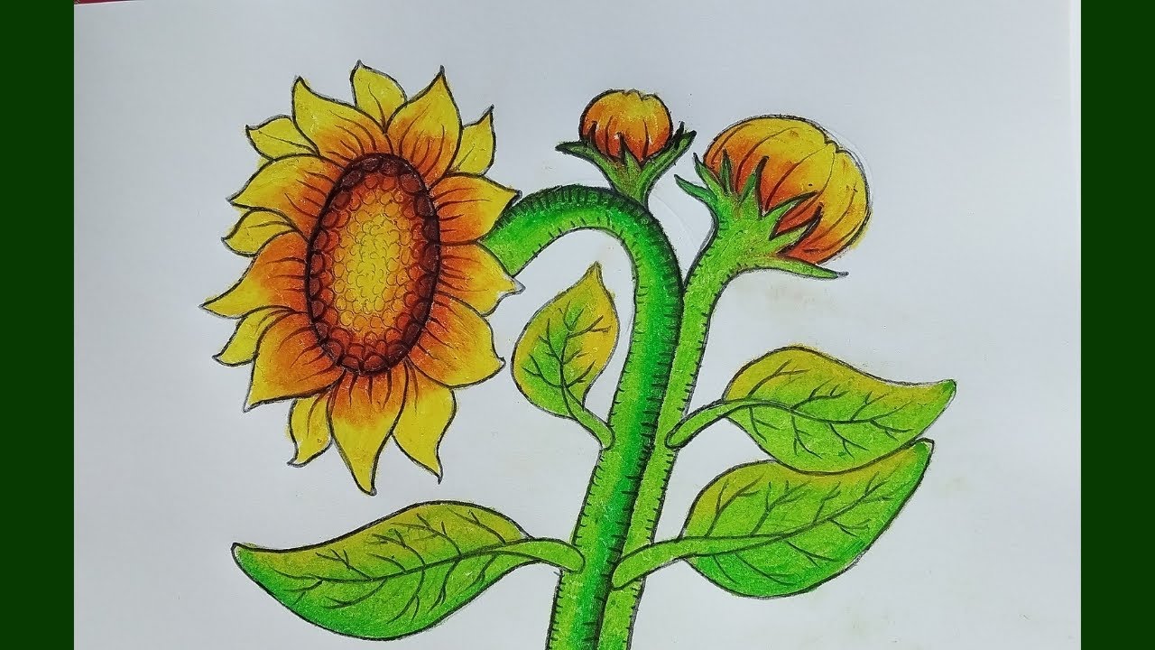 easy oil pastel Sunflower drawing for beginners step by step🌻🌻 - YouTube