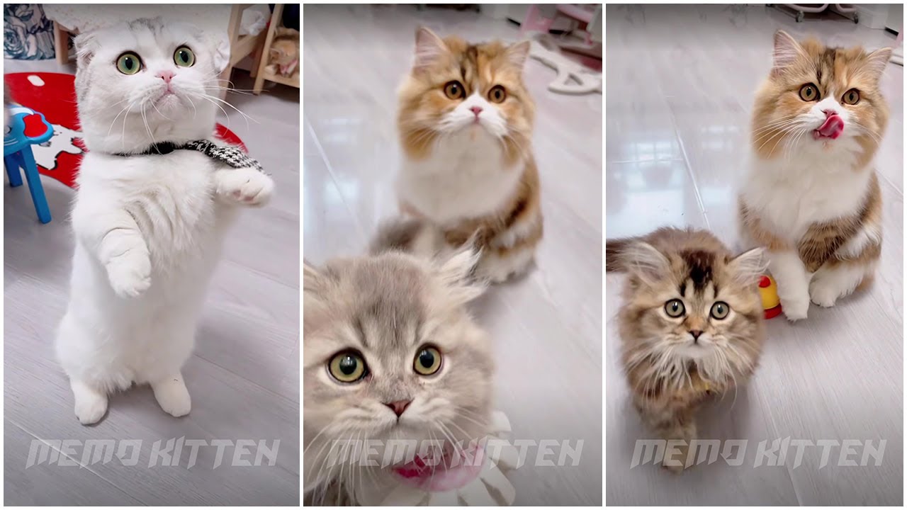 Teaching My Cat to Ring a Bell for Treats EP50 - YouTube