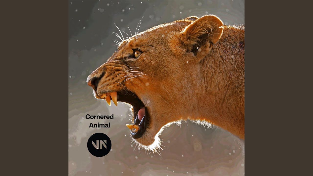 Cornered Animal - YouTube