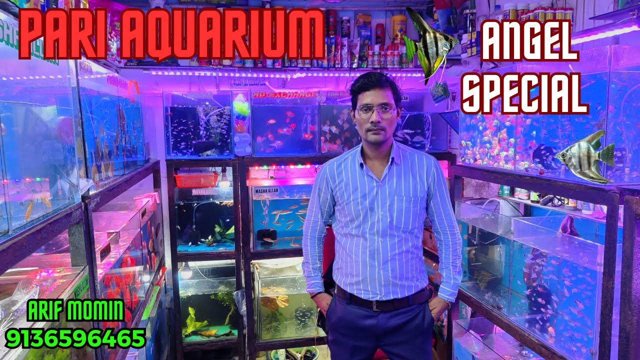 Angel fish || Angelfish breeding, Angelfish tank mates, Angelfish care ...