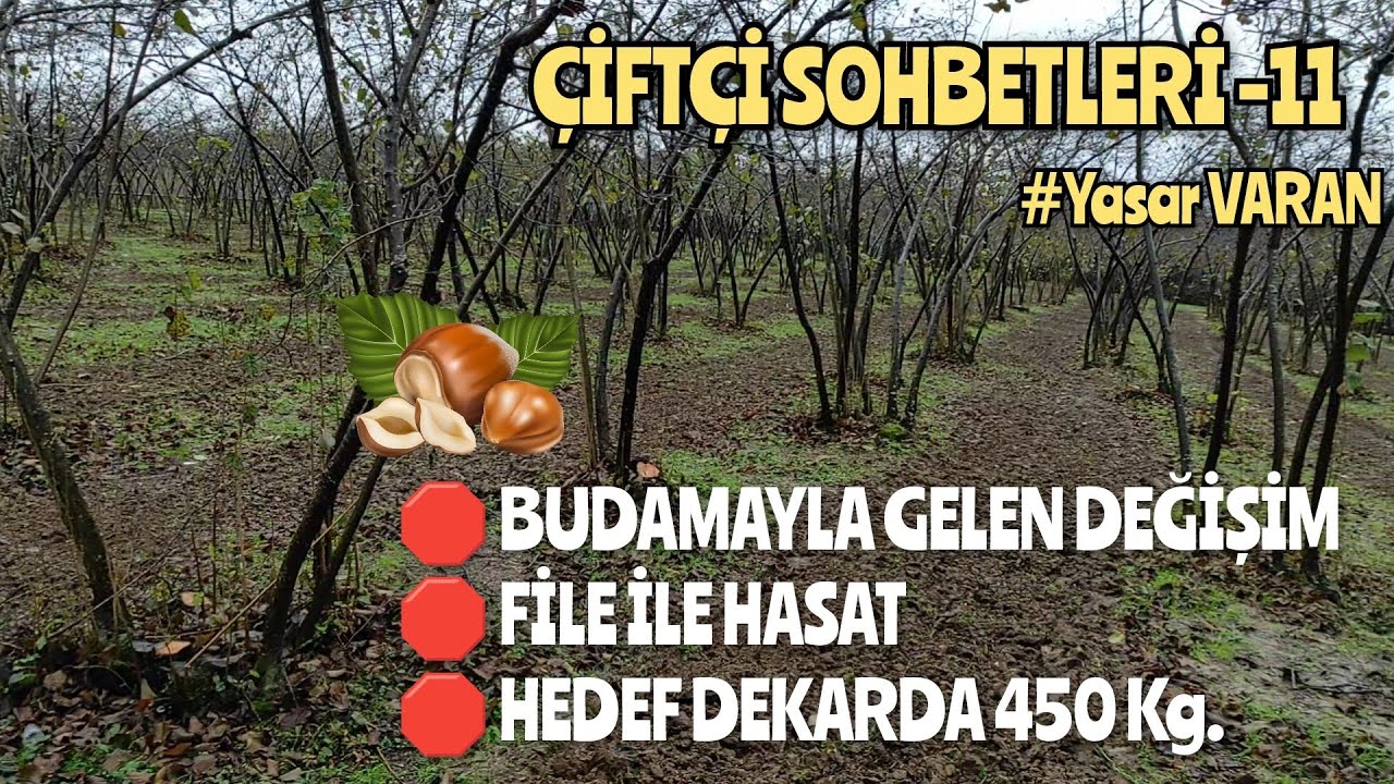 BUDAMA İle Şekillenen Örnek Bir FINDIK BAHÇESİ | Hedef 3 yılda, DEKARDA ...