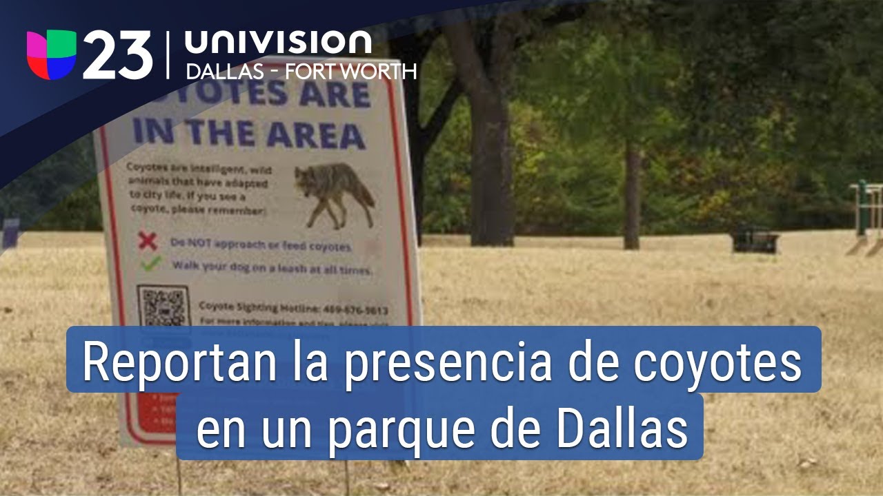 Reportan la presencia de coyotes en un parque de Dallas: conoce qué ...