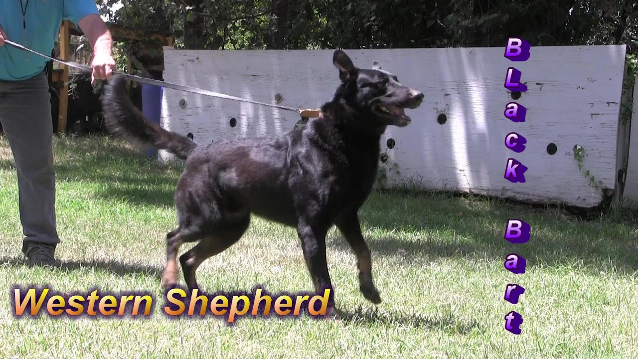 What is the Western Shepherd, - YouTube