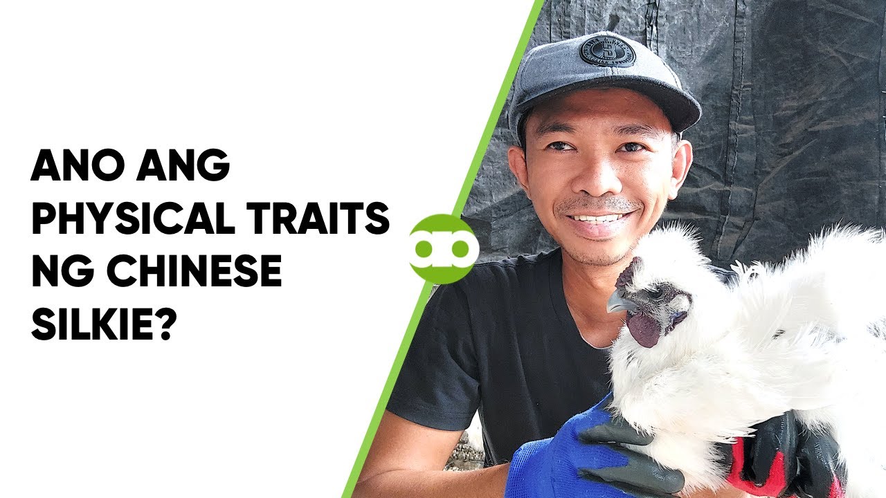 Ano ang Physical Traits ng Chinese Silkie? - YouTube