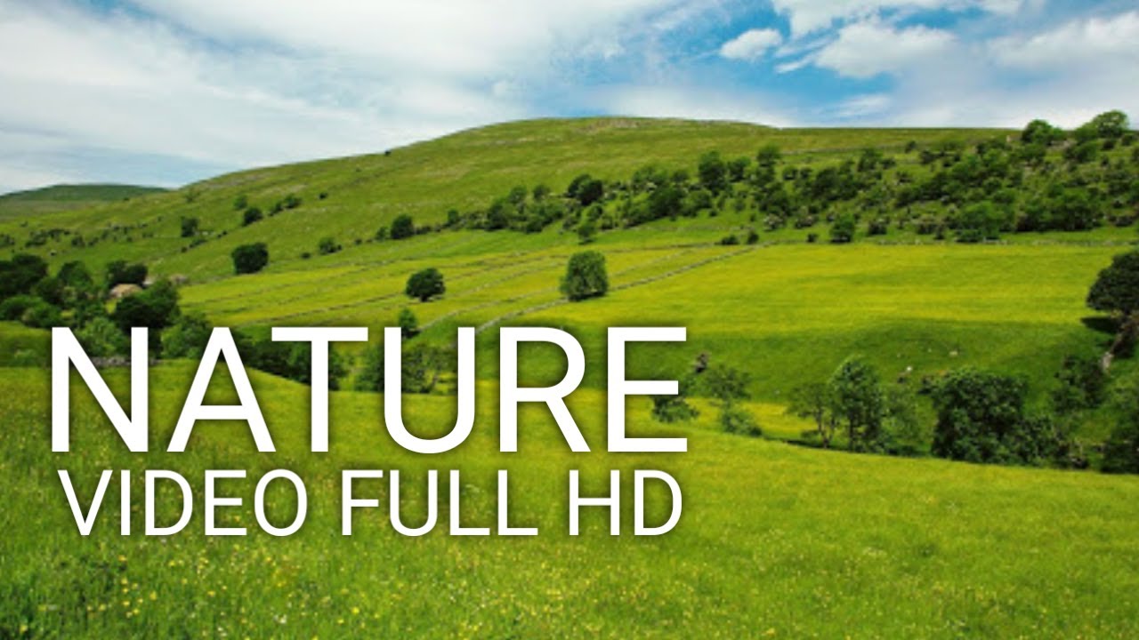 NATURE VIDEO - YouTube