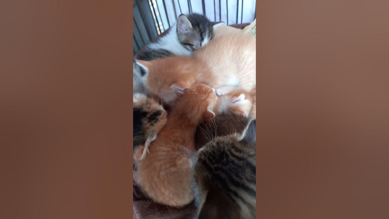 Group of aspin - YouTube