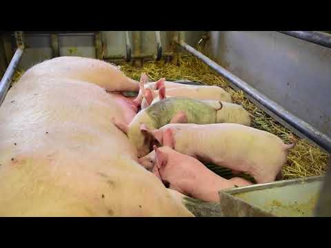 360 farrower – indoor breeding