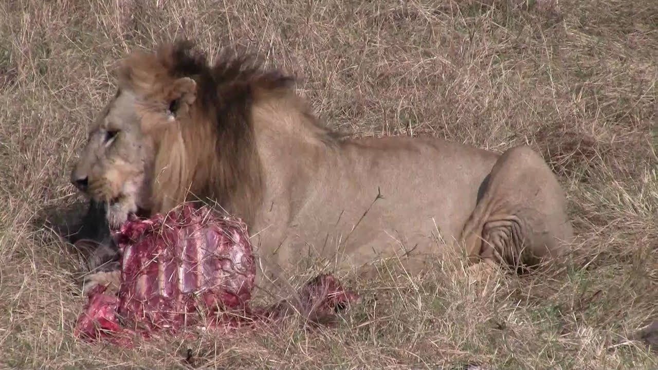 Male lion feasting on a wildebeest in the Maasai Mara (Kenya) - YouTube